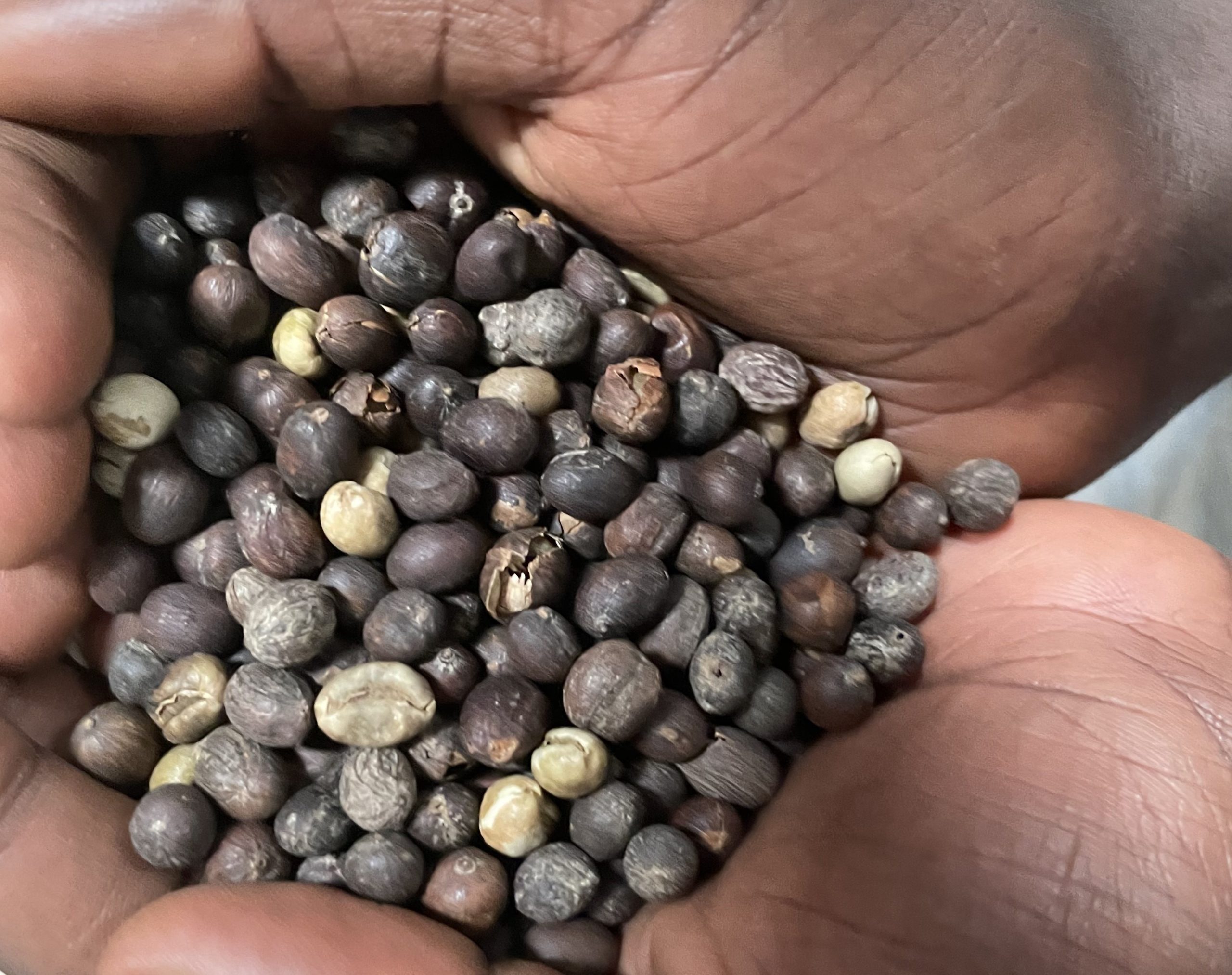 ABC Fund invests EUR€800,000 into Ugandan coffee supplier JKCC | Bamboo ...