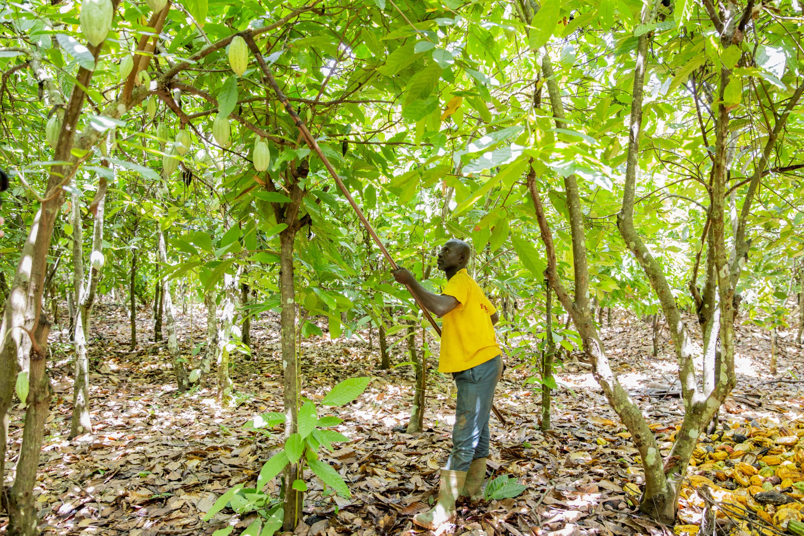 Bamboo Capital Partners joins the Smallholder Safety Net Upscaling ...